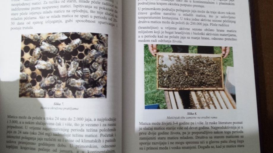 prof. dr. Zdravko Avram : sa pčelama u biznis