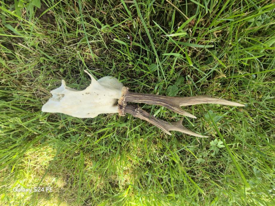 Trofej srnjaka – rogovi s dijelom lubanje