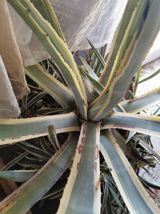 AGAVA, listovi, kaktus, IZUZETAN ⭐ SAMO 100KN⭐