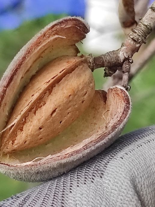 Badem,Bajam,Maris,Bademovo ulje