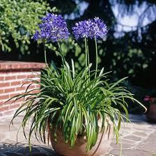 Cvijeće i ukrasna stabla