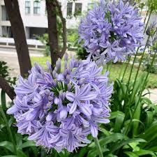 Cvijeće i ukrasna stabla