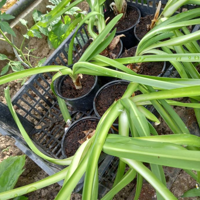 Cvijeće i ukrasna stabla