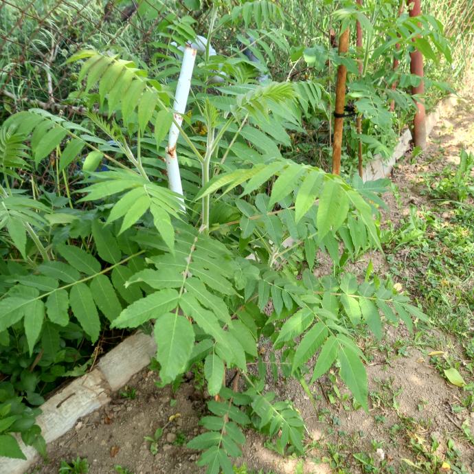 Cvijeće i ukrasna stabla