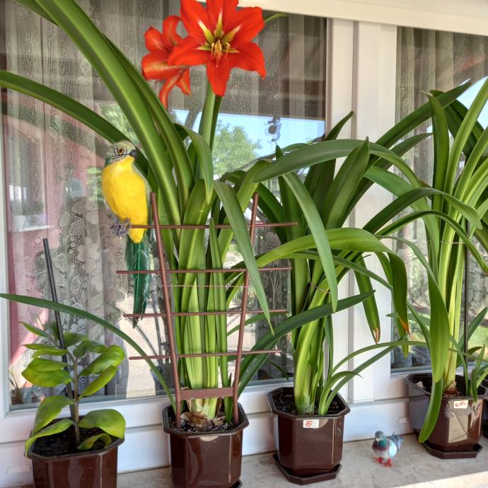 Cvijeće i ukrasna stabla