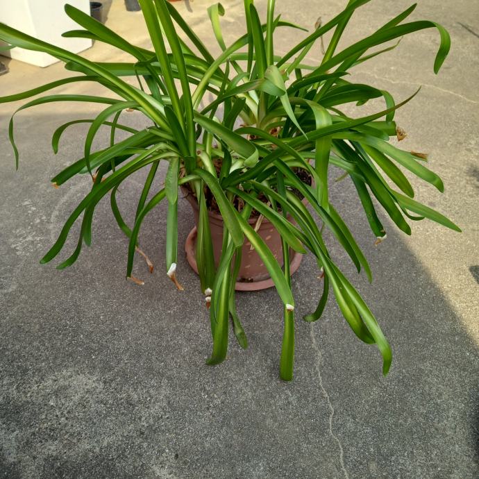 Cvijeće i ukrasna stabla