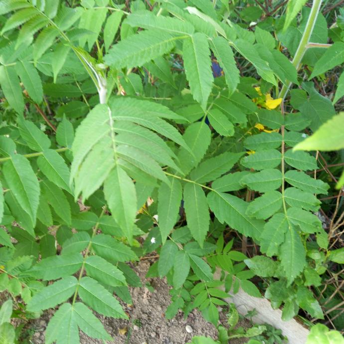 Cvijeće i ukrasna stabla