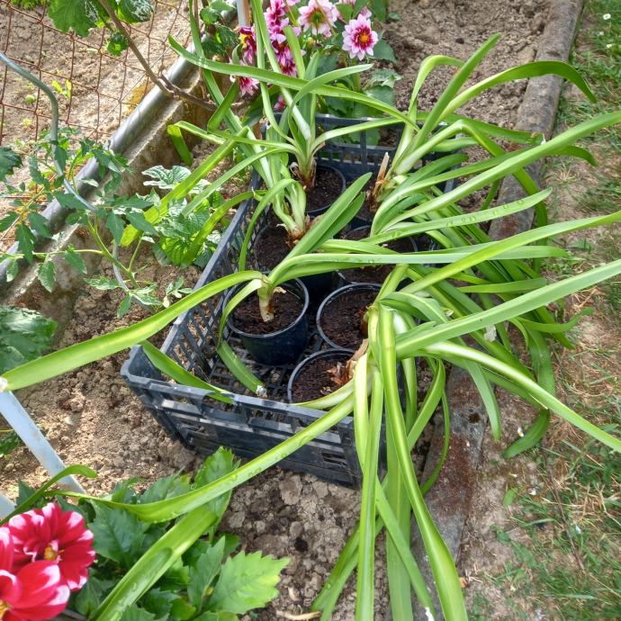 Cvijeće i ukrasna stabla