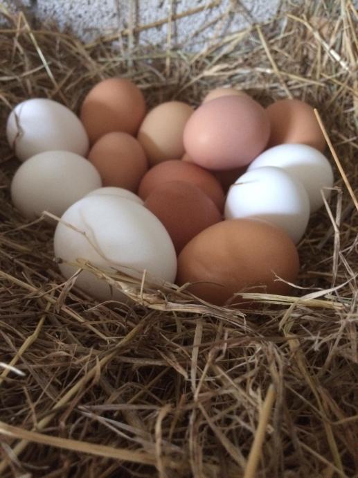 Domaca jaja