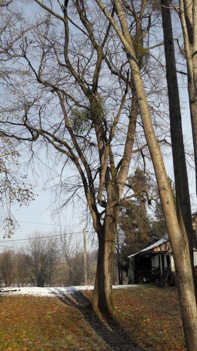 drvo LIPA - stablo promjera debla 54 cm