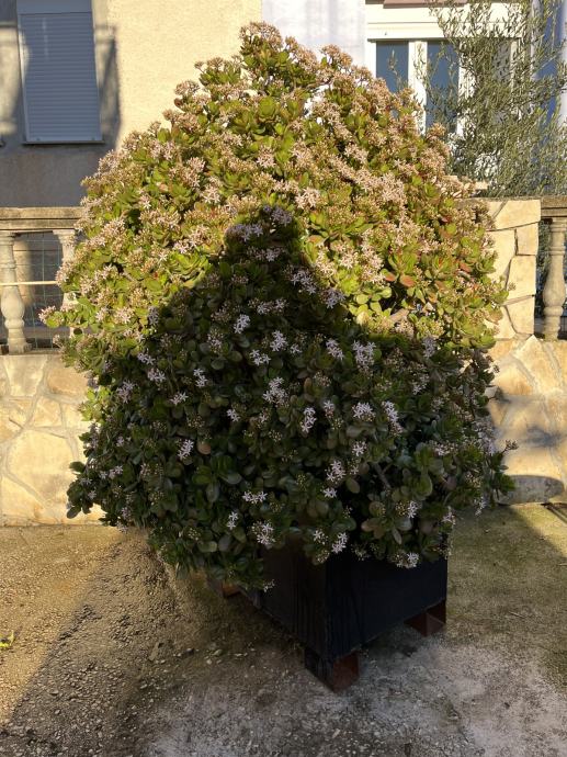 Drvo žada (biljka novca) Crassula ovata