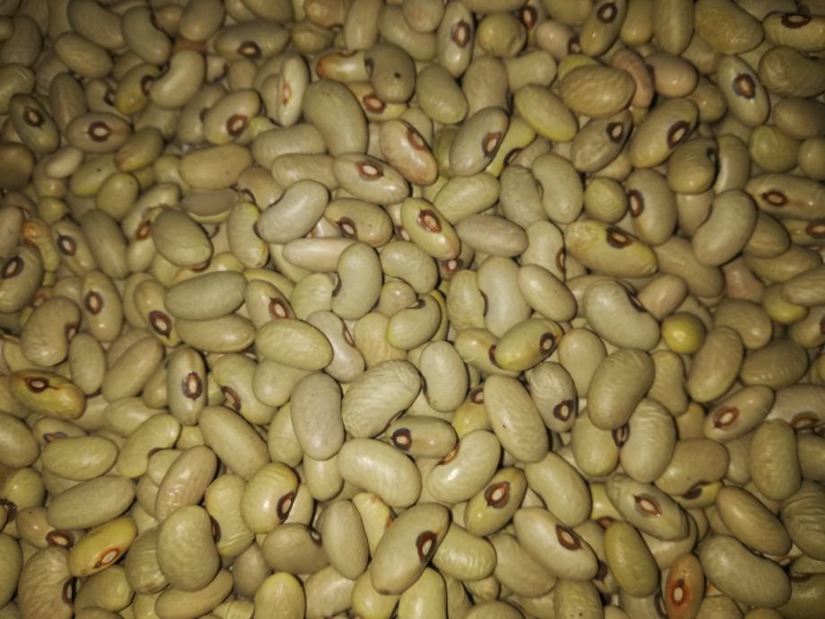 grah zeleni slavonski