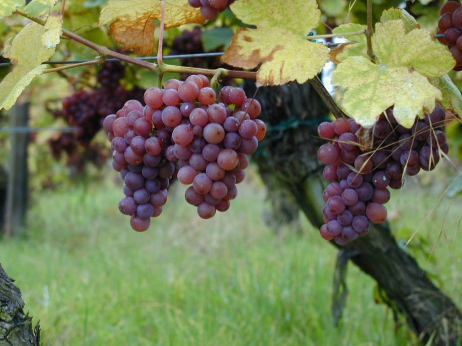 Grožđe,graševin,tramin.