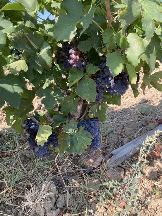 Grozdje eko proizvodnja