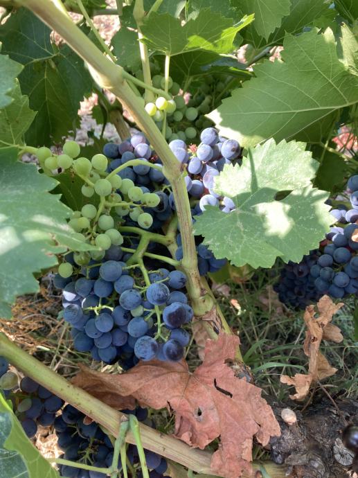 Grozdje eko proizvodnja