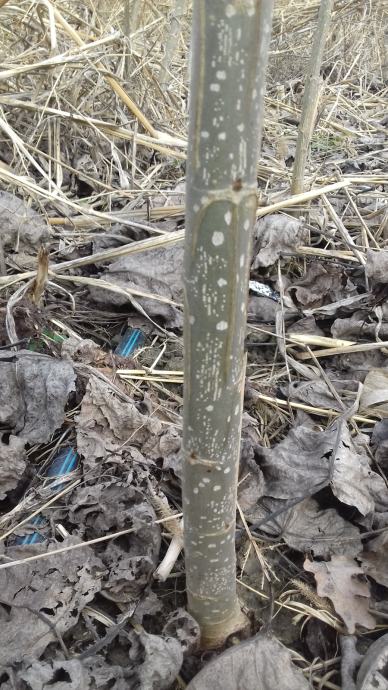 KANADSKA TOPOLA-sadnice.Mogućnost slanjaTISKOM korijene.ĐURĐEVAC