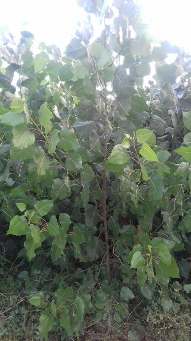 KANADSKA TOPOLA-sadnice.Mogućnost slanjaTISKOM korijene.ĐURĐEVAC