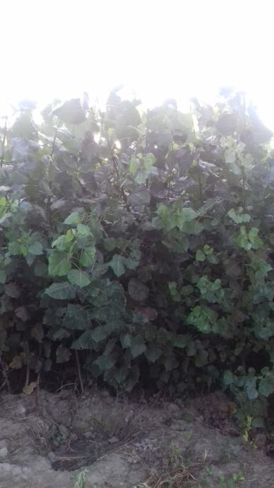 KANADSKA TOPOLA-sadnice.Mogućnost slanjaTISKOM korijene.ĐURĐEVAC