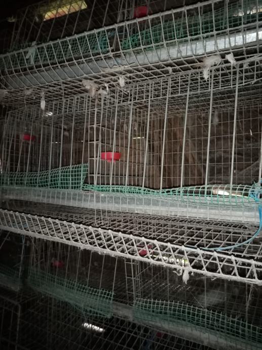 Kavez za kokoši nesilice