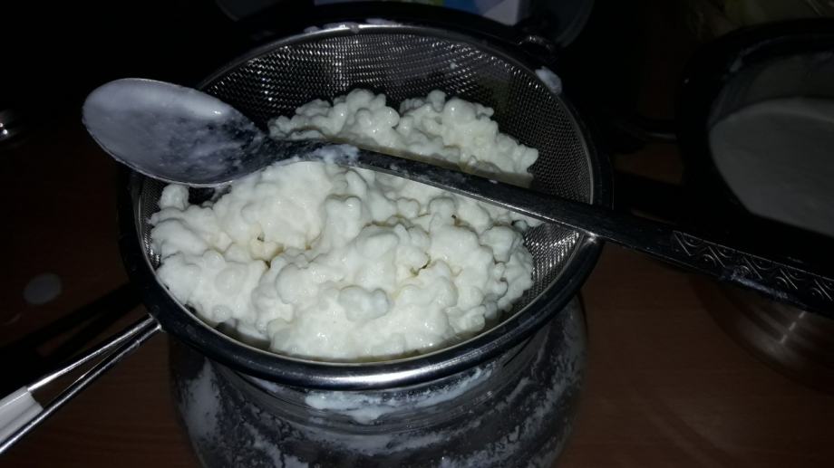 Kefirna zrnca