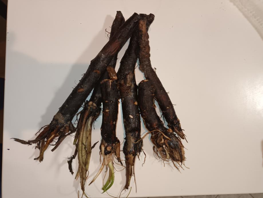 Korijen crnog gaveza