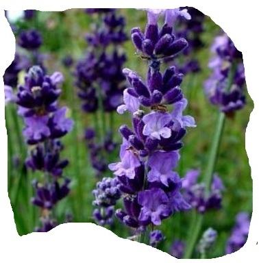 LAVANDA - suhi cvijet