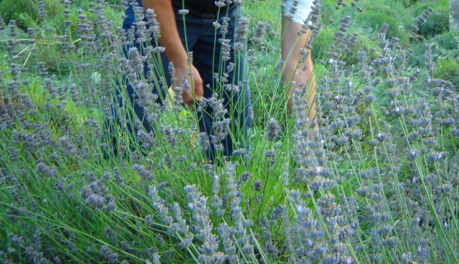 Lavanda hvarska - cvijet