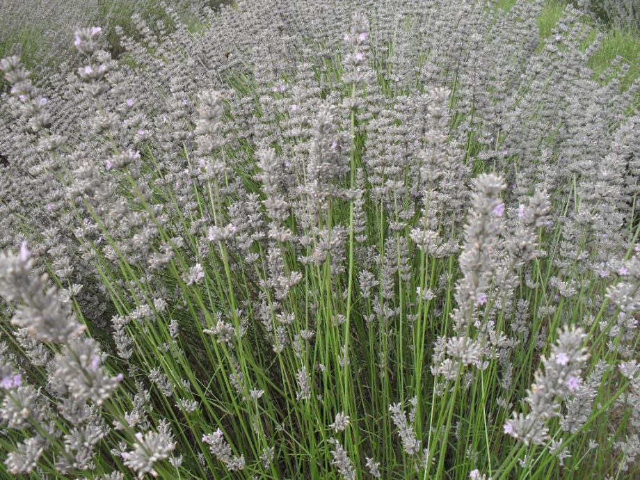 LAVANDA SUHI CVIJET