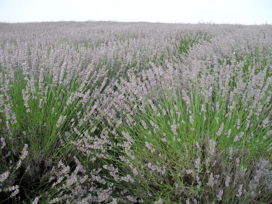LAVANDA SUHI CVIJET