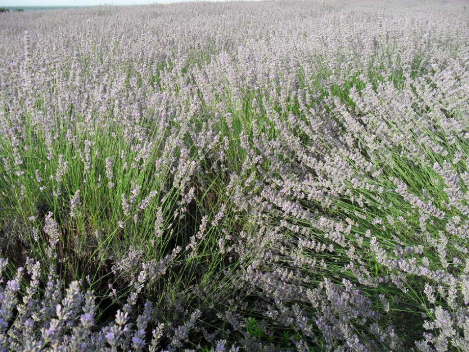 LAVANDA SUHI CVIJET