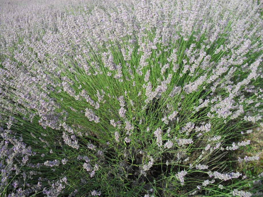 LAVANDA SUHI CVIJET