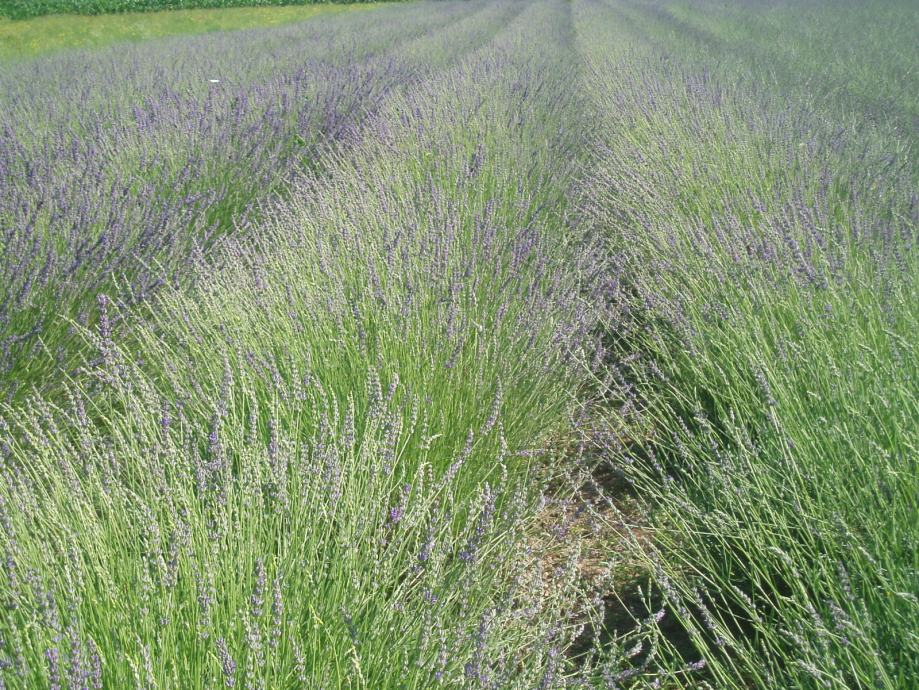 Lavanda suhi cvijet