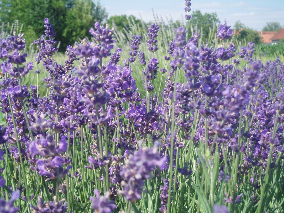Lavanda suhi cvijet