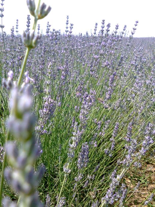 LAVANDA SUHI CVIJET
