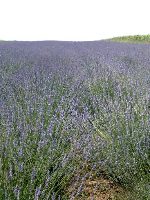 LAVANDA SUHI CVIJET