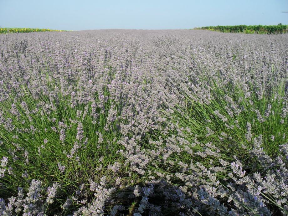 LAVANDA SUHI CVIJET