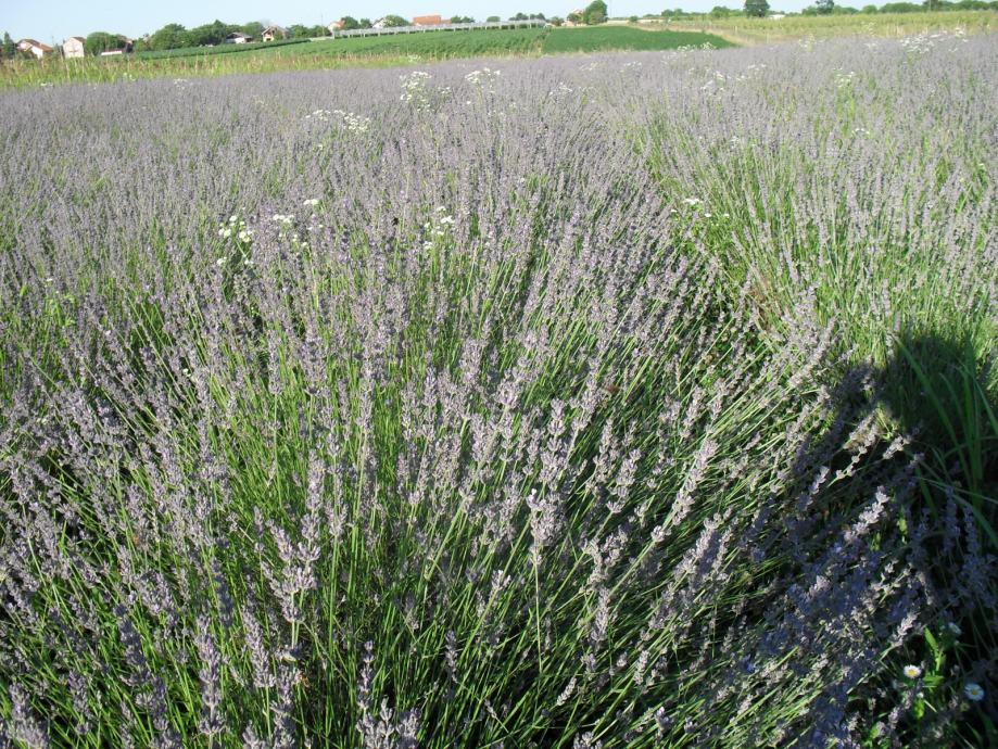 LAVANDA SUHI CVIJET