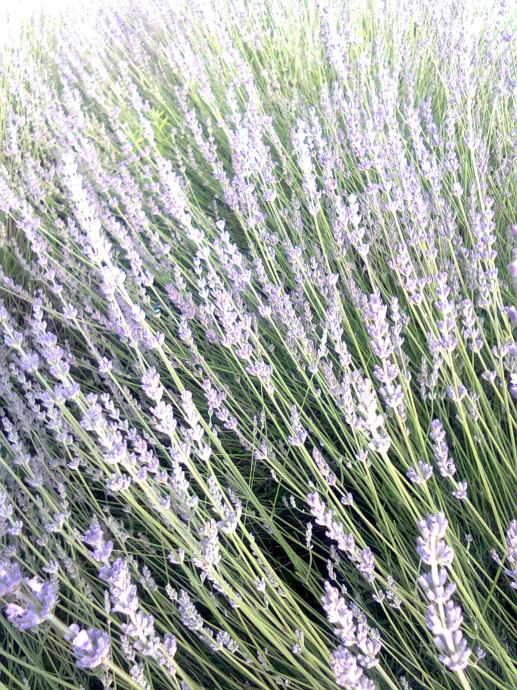 LAVANDA SUHI CVIJET