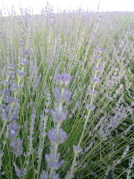 LAVANDA SUHI CVIJET