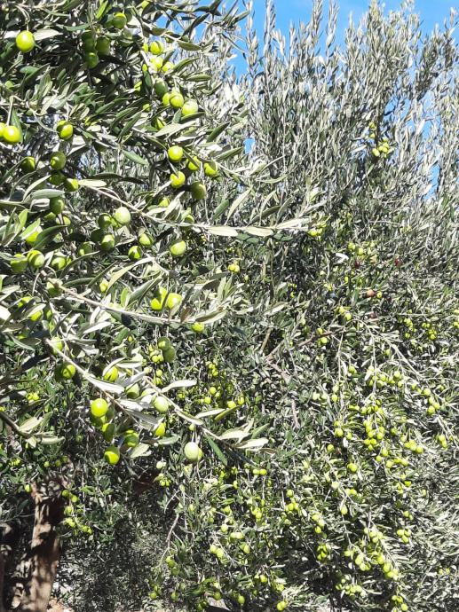 Masline, stabla i sadnice
