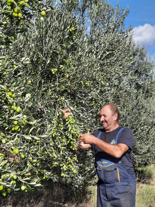 Masline, stabla i sadnice