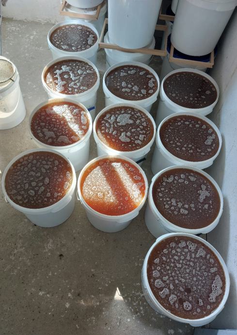 Med ( Cvjetni , Amorfa, METVICA )