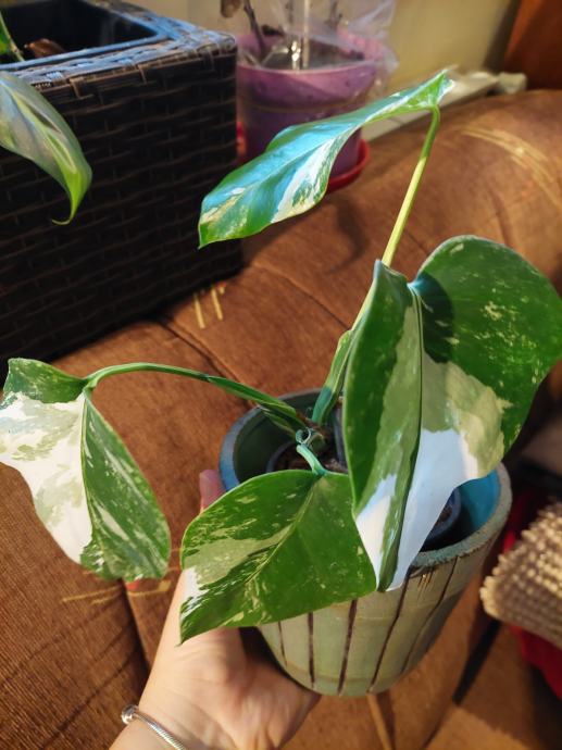 Monstera Albino variageta