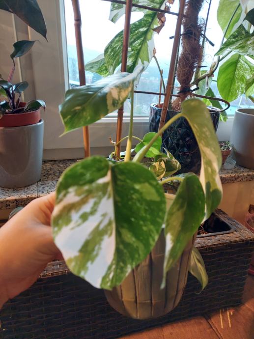 Monstera Albino variageta