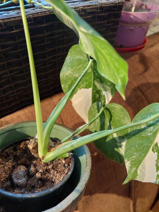 Monstera Albino variageta