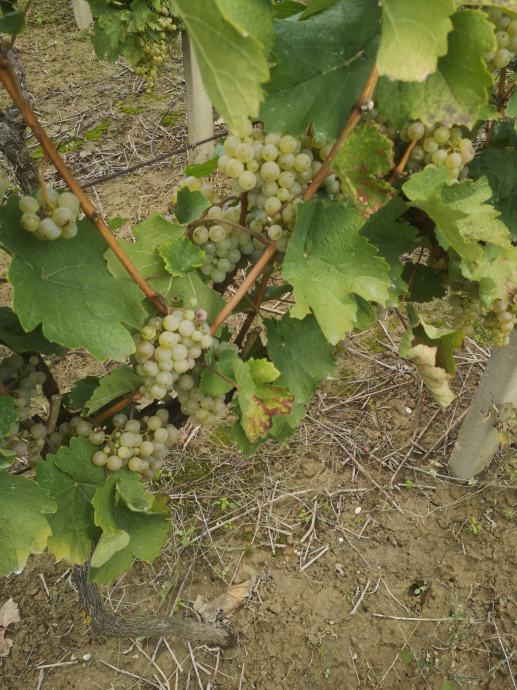 grožđe miješane sorte