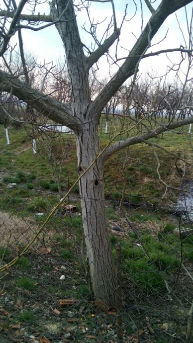 Orah (kompletno stablo)