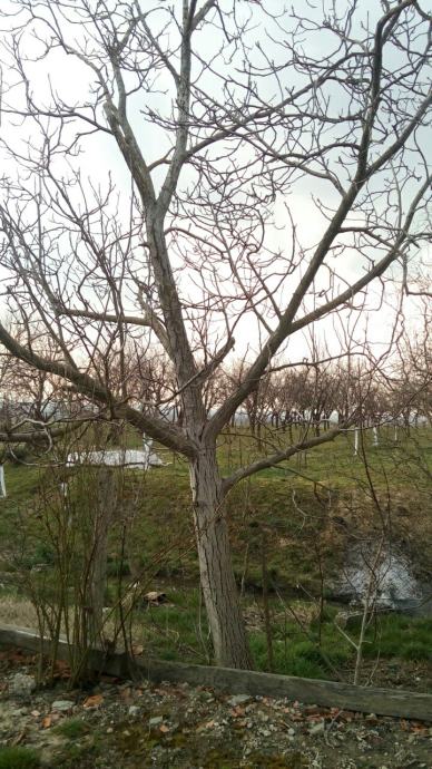 Orah (kompletno stablo)