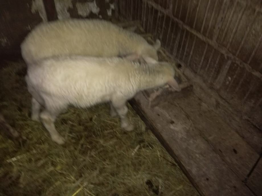 Ovca + janje mjesec dana staro