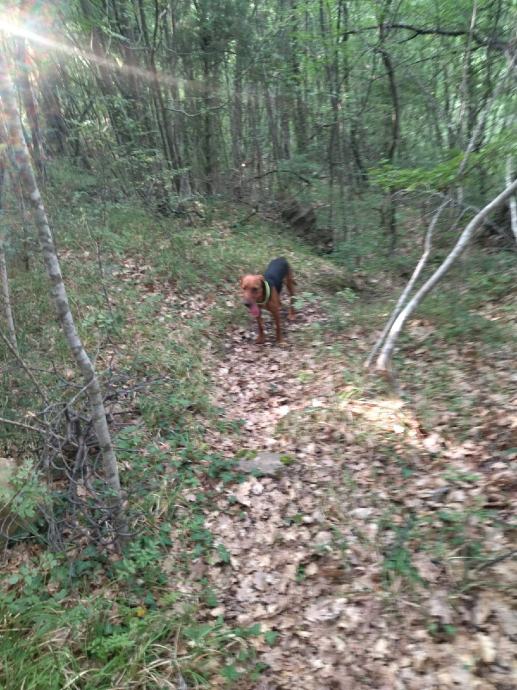 Pas ptičar star 6 mjeseci